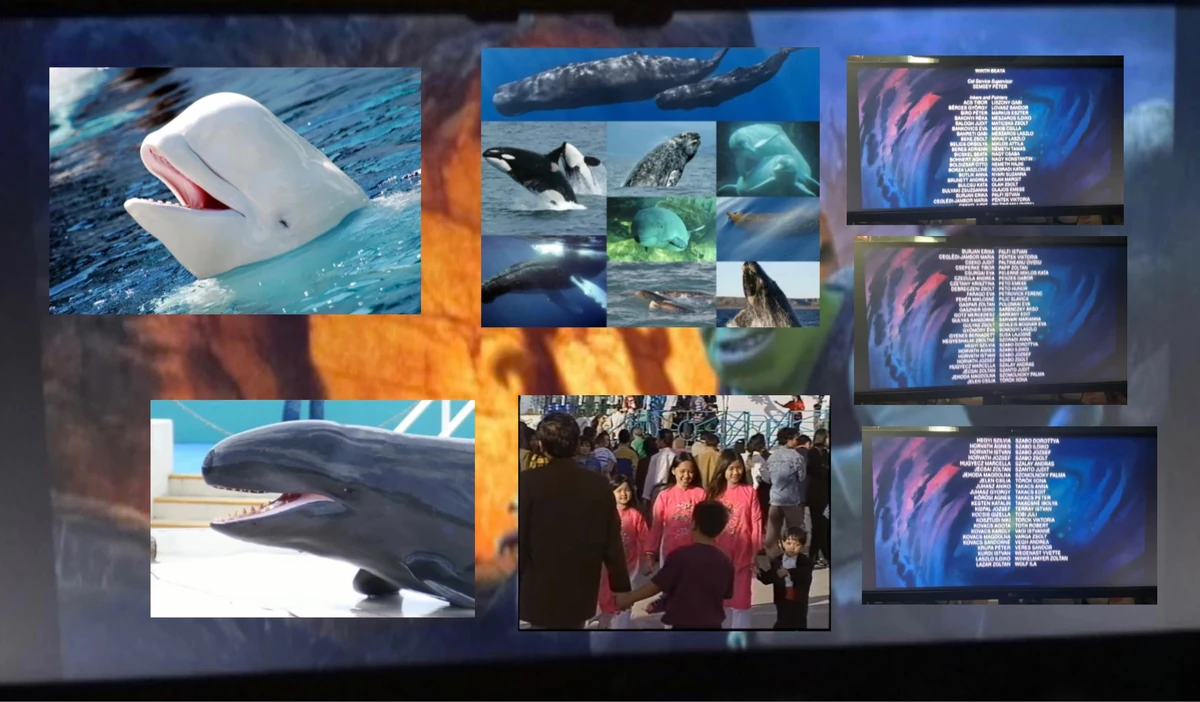 This is Daniel Cook./Gallery/Whale watching/Whales | This is Kids Wiki ...