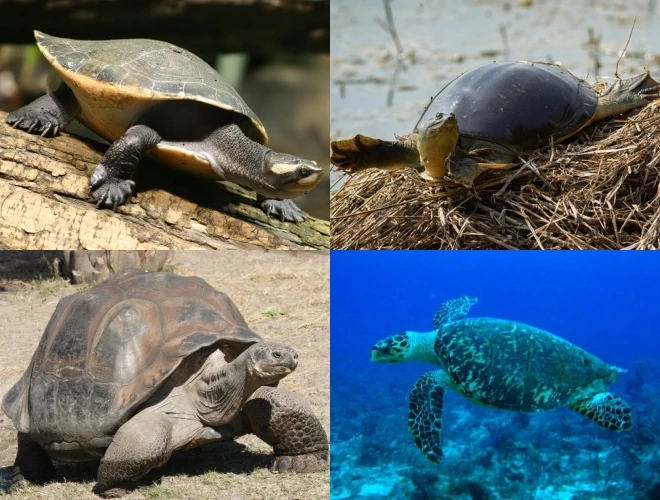 This is Scarlett and Isaiah./Gallery/Learning about reptiles/Types of ...