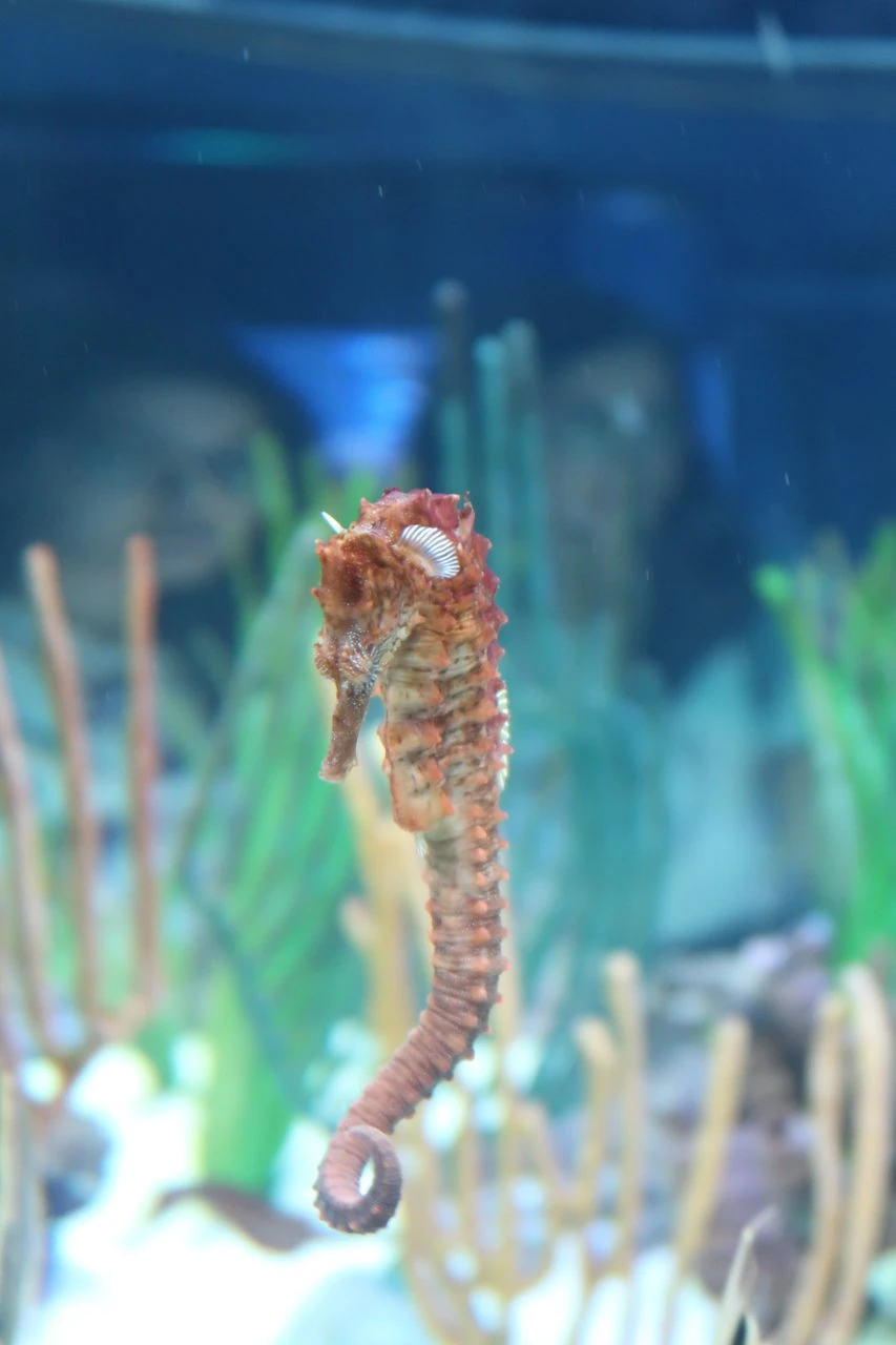 This is Daniel Cook./Gallery/Making candy canes/Seashorses | This is ...