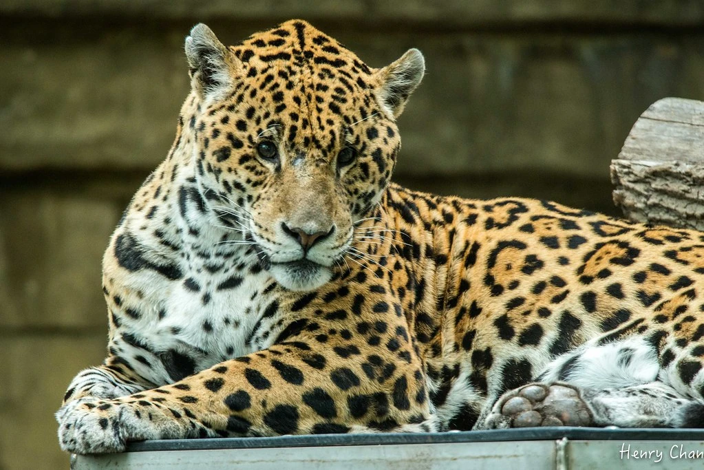 This is Daniel Cook./Gallery/At the zoo | This is Kids Wiki | Fandom
