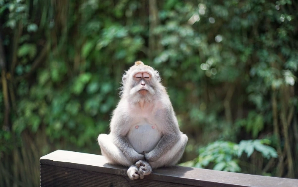 The Ape Church | THomasdonOtseal Wiki | Fandom