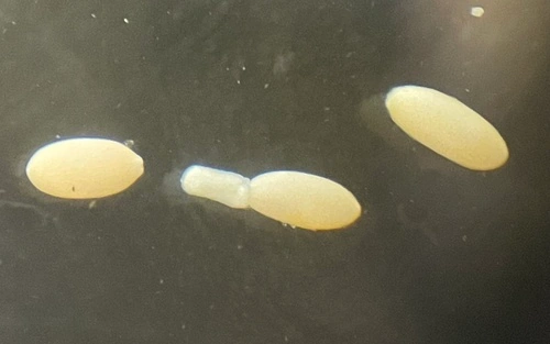 Genus Profilicollis | Thorny-headed Worms Wiki | Fandom