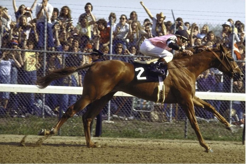 Affirmed | Thoroughbred racing Wiki | Fandom