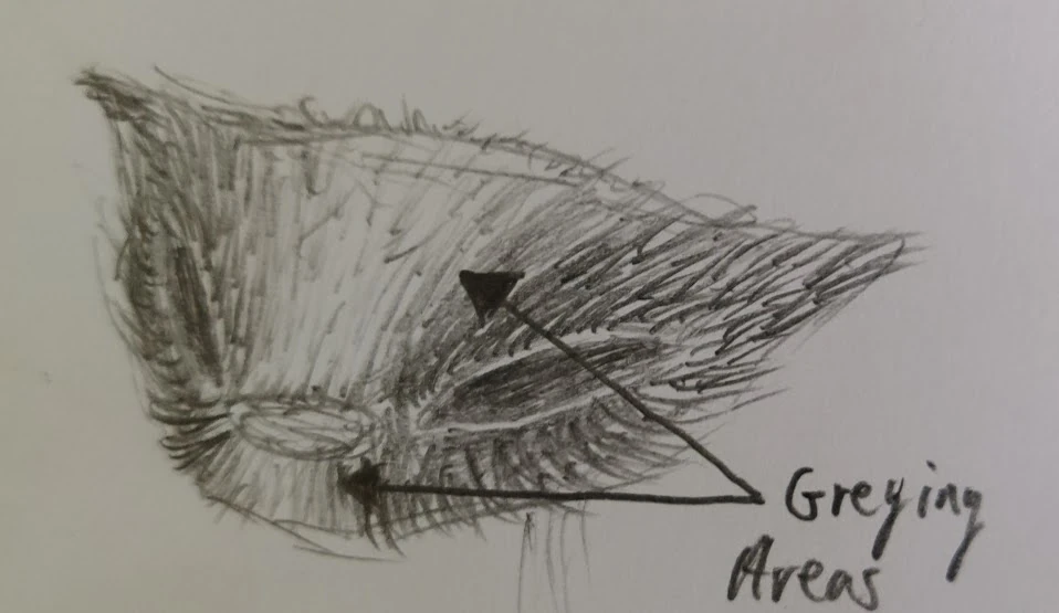 Duirt Ueifs | Thousand Crowns Worldbuilding Wiki | Fandom