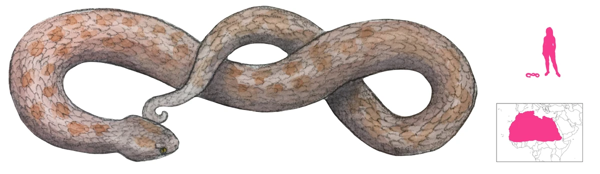 Asp | Thread Roleplay Wiki | Fandom