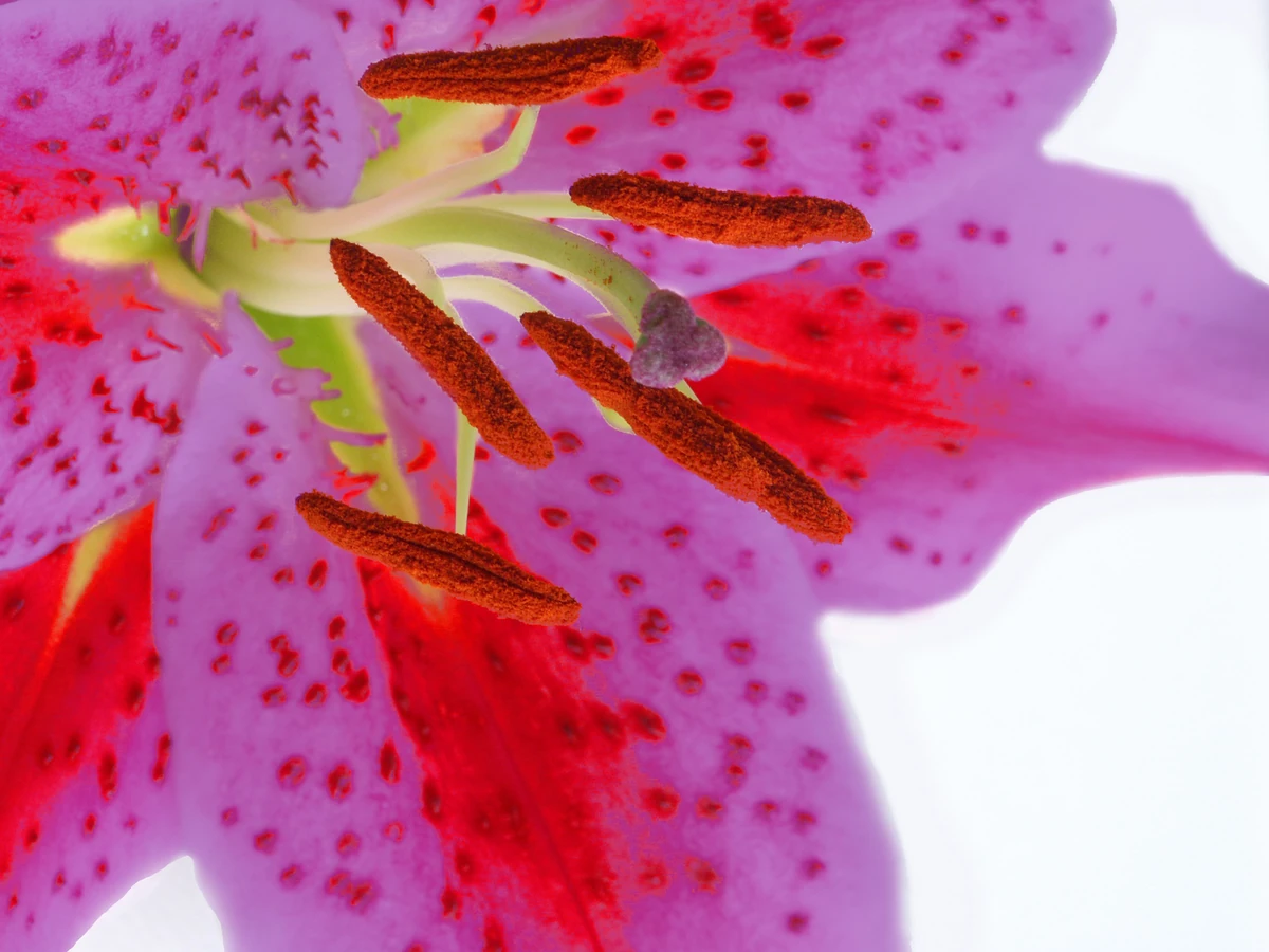 Dragon Spice | THRESHOLD Wiki | Fandom