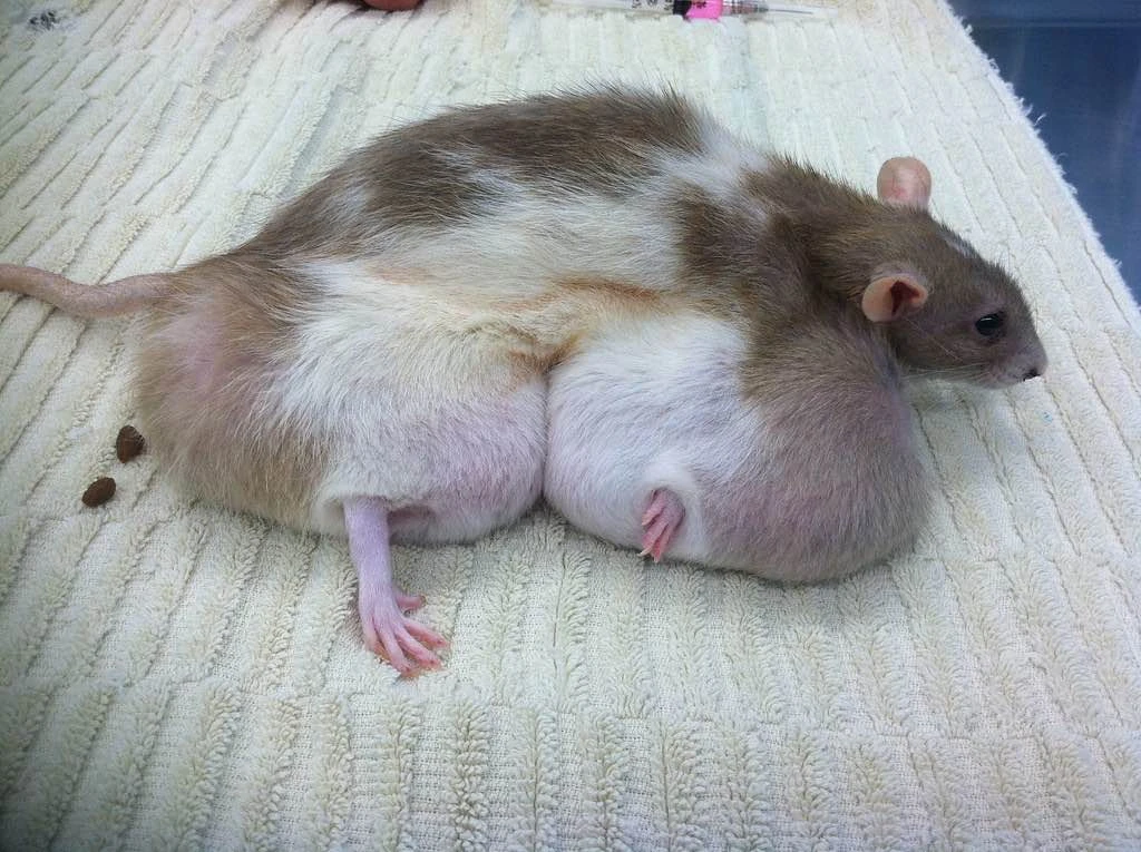 Tumor rat | Throgmooster Wiki | Fandom