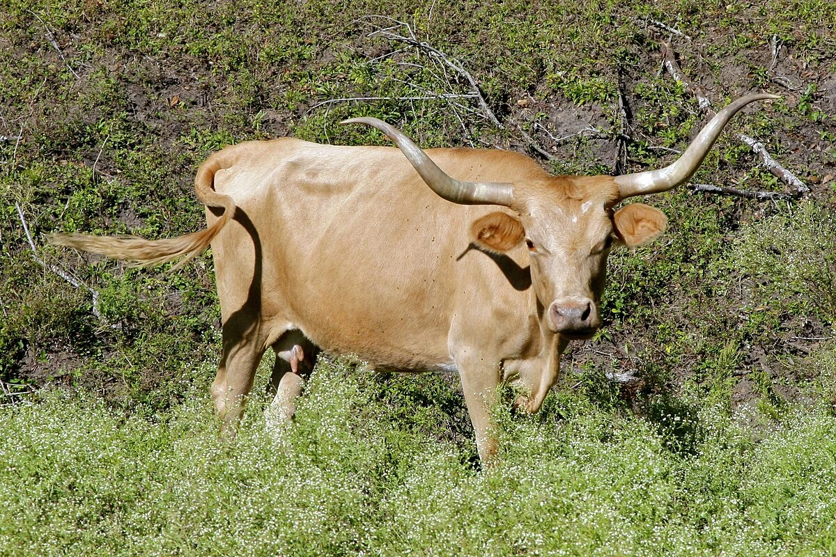 Texas Longhorn | Thumperfan5678 and Spoofers Crossover Films Wiki | Fandom