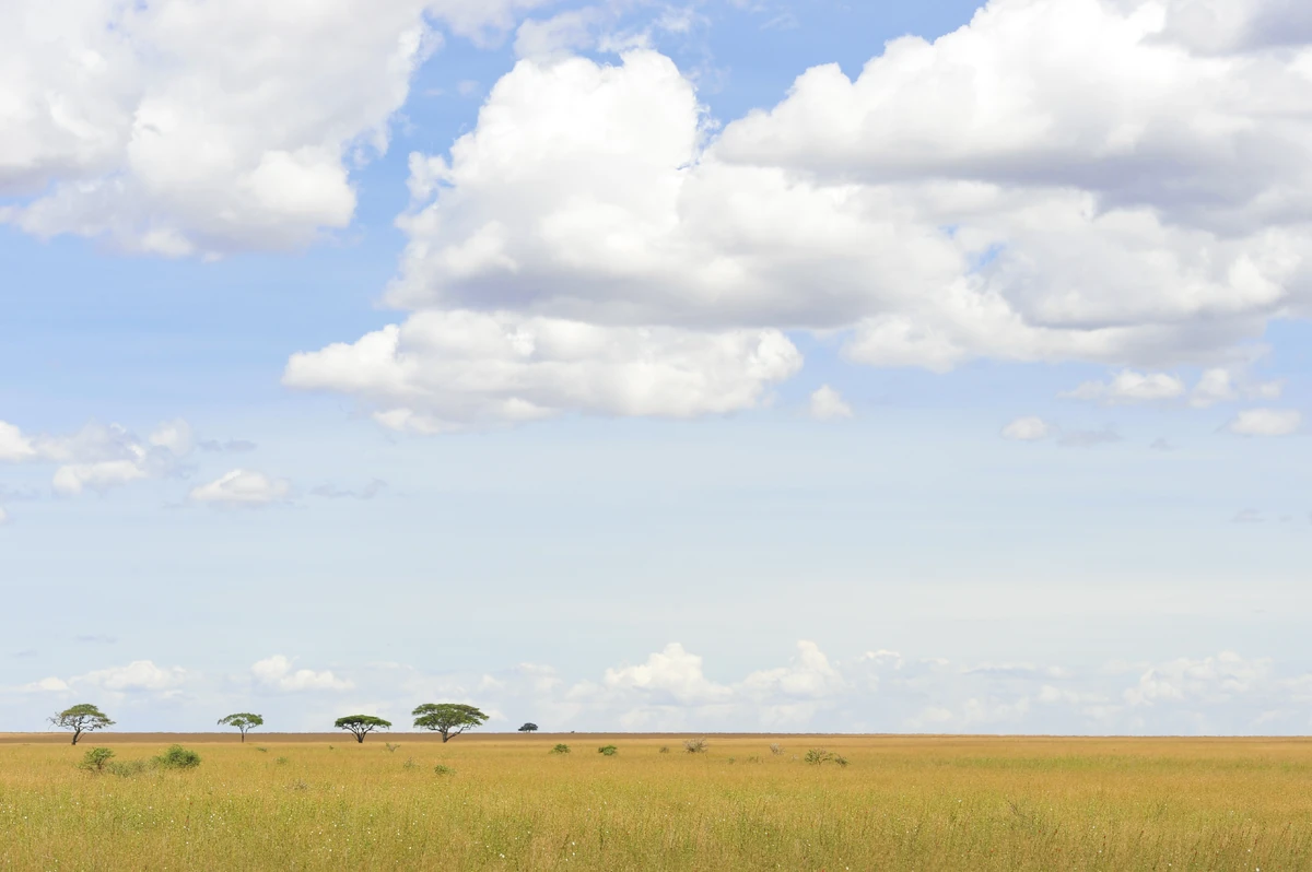 Cheetoah Plains | The New Thundera Wiki | Fandom