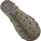 Mushrooms | TibiaWiki | Fandom