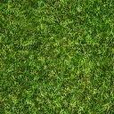 Jungle Grass (Tile) | TibiaWiki | Fandom