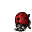 Ladybug | TibiaWiki | Fandom