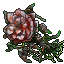 Festered Rose | TibiaWiki | Fandom