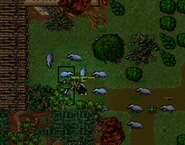 Ab'Dendriel Raids | TibiaWiki | Fandom