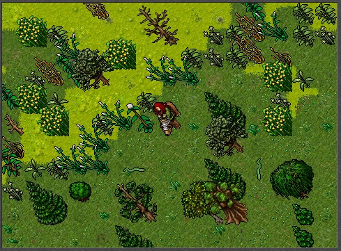 War Bear | TibiaWiki | Fandom