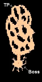 Energy Sphere | TibiaWiki | Fandom