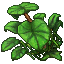 Jungle Umbrella Plant | TibiaWiki | Fandom