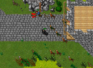 Venore Raids | TibiaWiki | Fandom