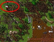 The Demon Oak | TibiaWiki | Fandom