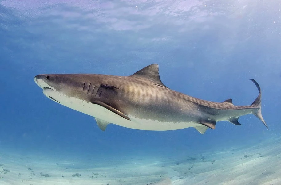 Dibujos De Tiburones Tigre