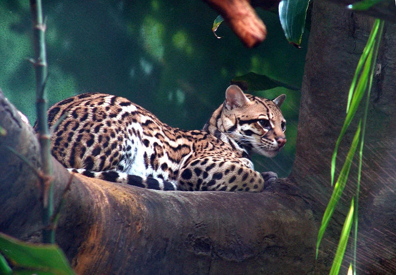 Leopardus pardalis | Ticopedia | Fandom