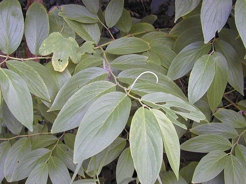 Piper aduncum | Ticopedia | Fandom