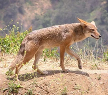 Canis latrans | Ticopedia | Fandom