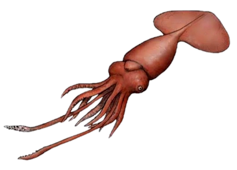 Colossal Squid | Tier fiction Wiki | Fandom
