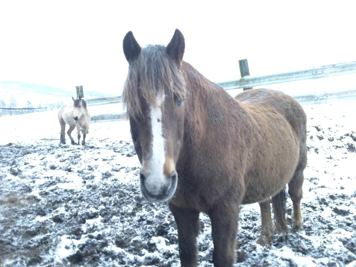 Karuso | Tier RPG Wiki | Fandom