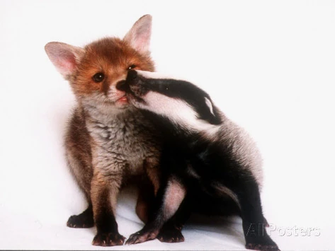 Füchse und Dachse | Tier RPG Wiki | Fandom