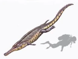 Machimosaurus | Tier Zoo Wiki | Fandom