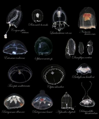 Hydrozoa | Tier Zoo Wiki | Fandom