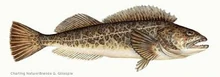 Mail-Cheeked Fish | Tier Zoo Wiki | Fandom