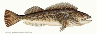 Lingcod | Tier Zoo Wiki | Fandom