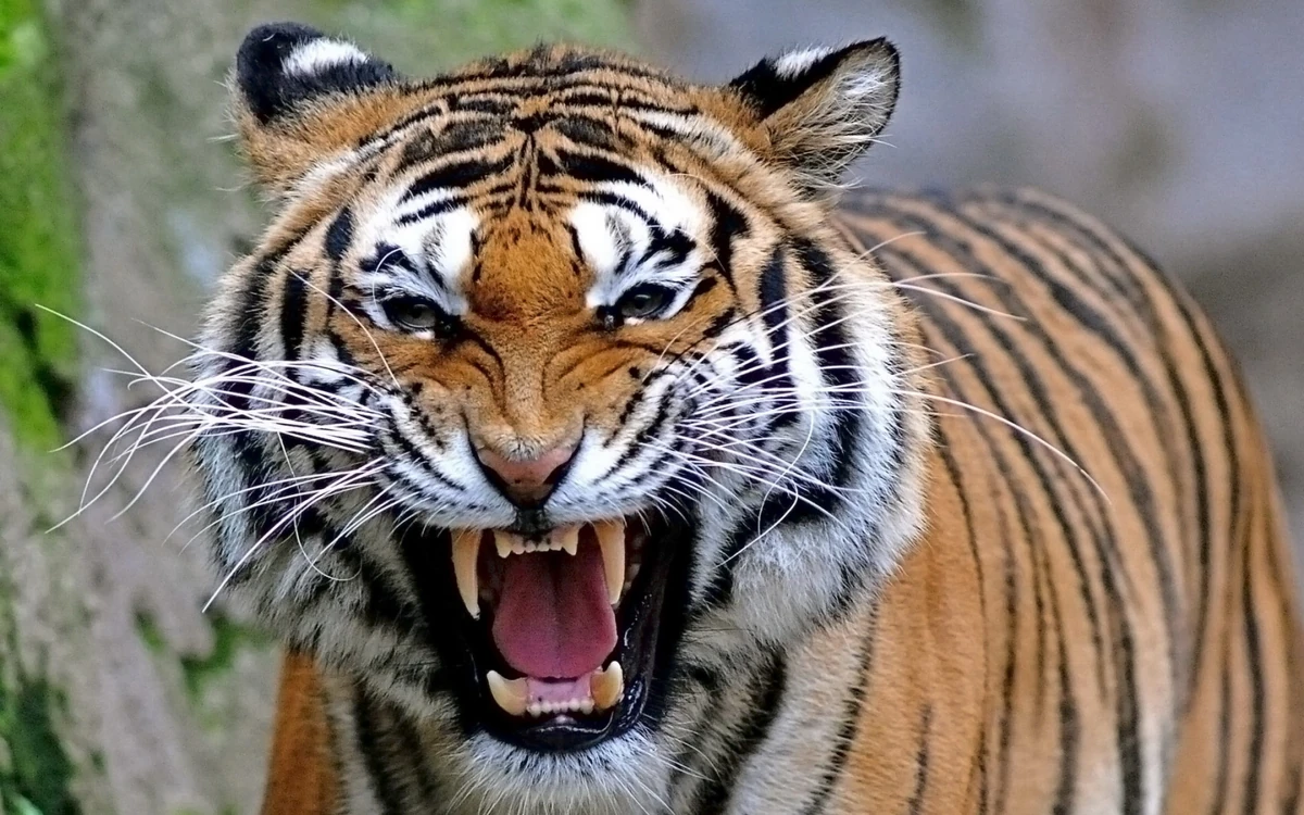 Roar | Tier Zoo Wiki | Fandom