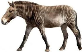 Equus Giganteus | Tier Zoo Wiki | Fandom