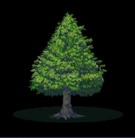 Tree | Tier Zoo Wiki | Fandom