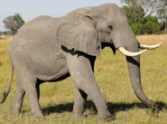 Elephant | Tier Zoo Wiki | Fandom