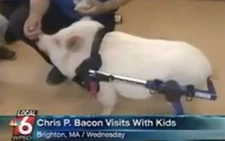 Chris P. Bacon | Tier Zoo Wiki | Fandom