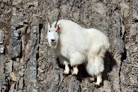 Mountain Goat | Tier Zoo Wiki | Fandom