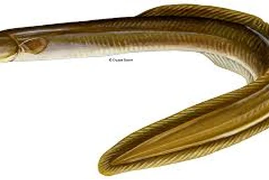 Xenacoelomorpha Wiki