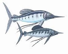 Protosphyraena | Tier Zoo Wiki | Fandom