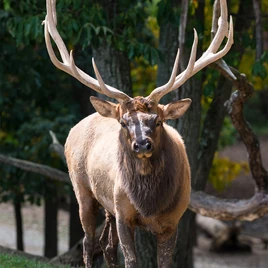 Elk | Tier Zoo Wiki | Fandom