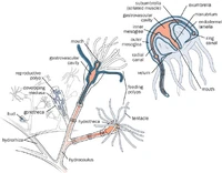 Hydrozoa | Tier Zoo Wiki | Fandom