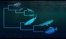 Teleost | Tier Zoo Wiki | Fandom