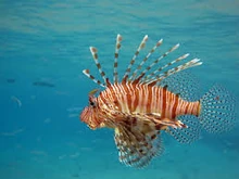 Mail-Cheeked Fish | Tier Zoo Wiki | Fandom