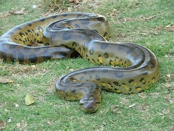 Green Anaconda Bite