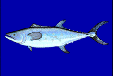 Xenacoelomorpha Wiki