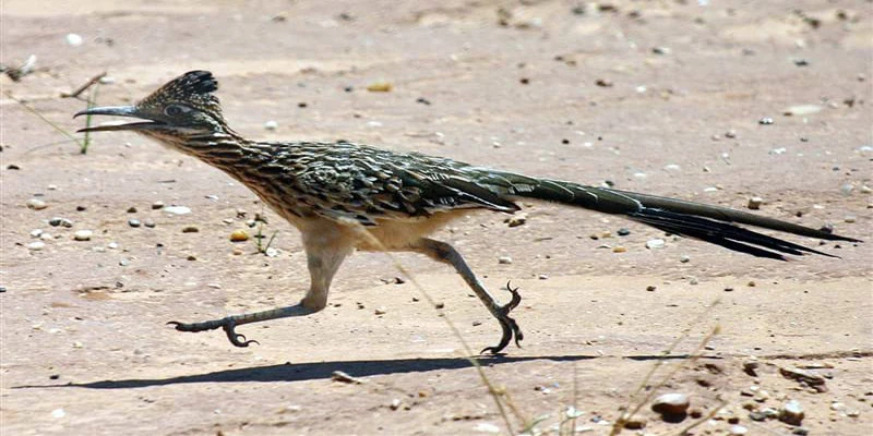Roadrunner | Tier Zoo Wiki | Fandom