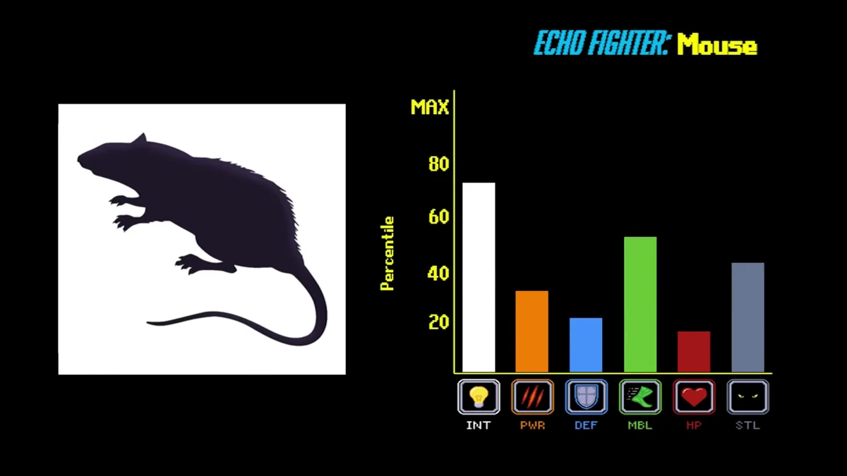 Rat | Tier Zoo Wiki | Fandom